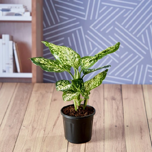 Aglaonema Snow White - Indoor Plant with Striking Variegated Foliage