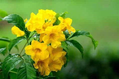 Tecoma Yellow Dwarf: A Sun-Kissed Delight