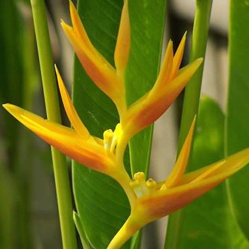 Heliconia Yellow Plant: A Tropical Beauty for Your Garden