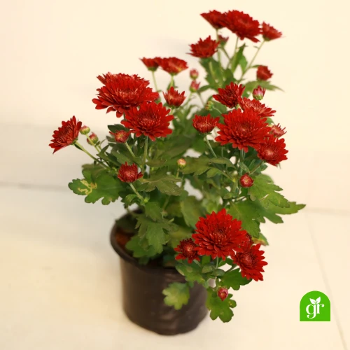 Shevanti Plants