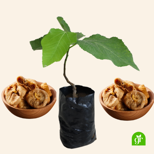 Anjeer Plant (Indian Fig - Ficus Carica)